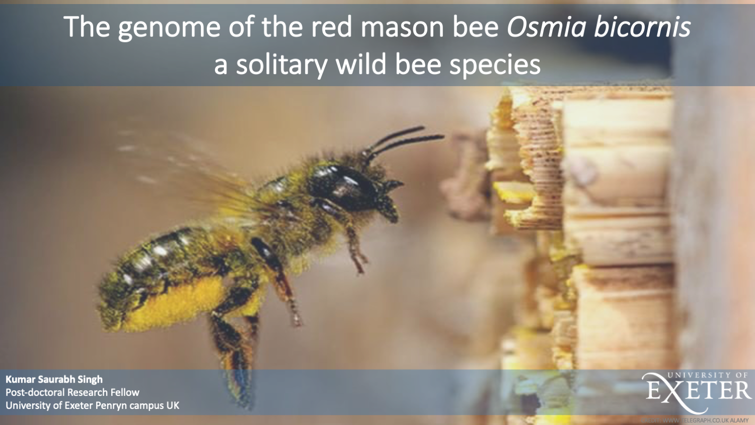 Bee Toxicogenomics | Kumar Saurabh Singh